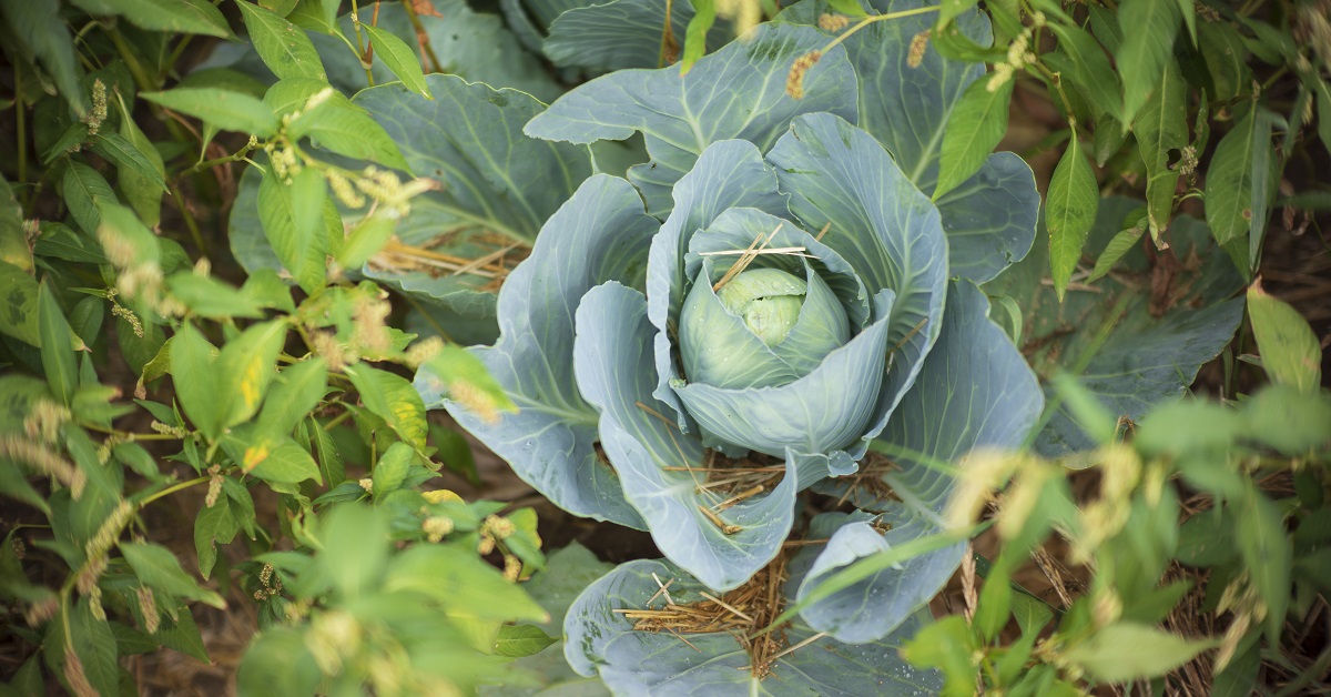 Familias de cultivos y sanidad vegetal: Crucíferas - Blog Aepla