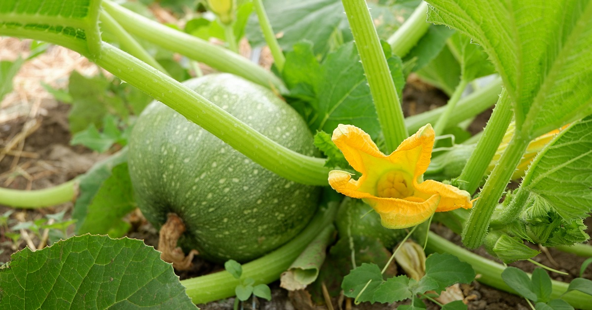 Familias de cultivos y sanidad vegetal: Cucurbitáceas - Blog Aepla