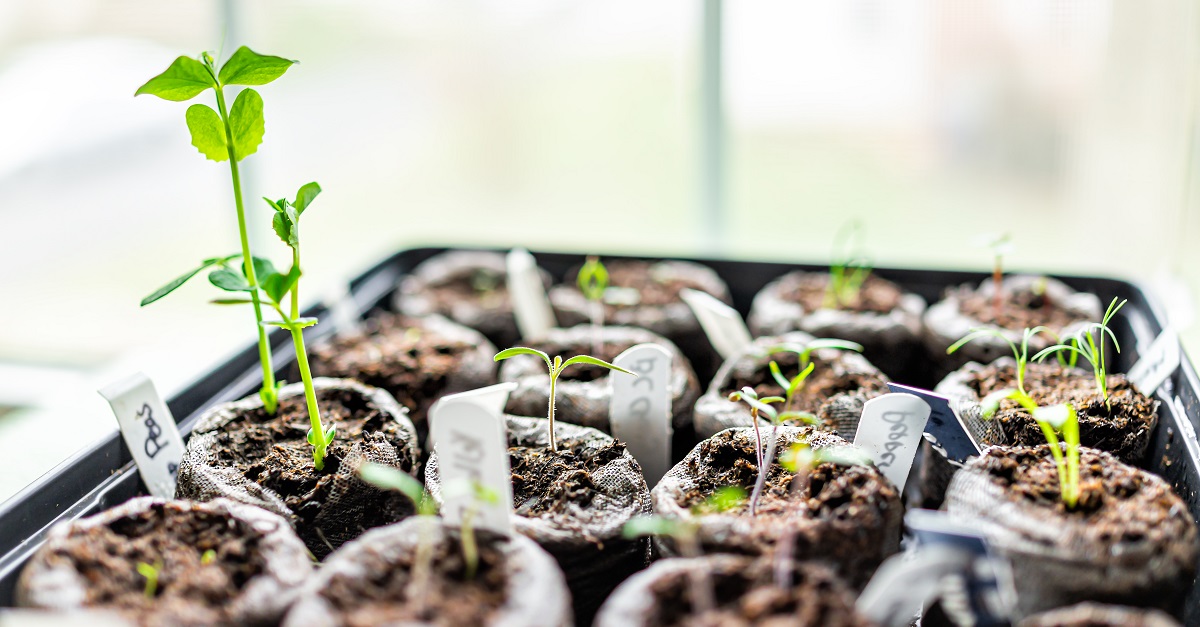 ¿Cómo proteger tu huerto doméstico durante el invierno? - Blog Aepla