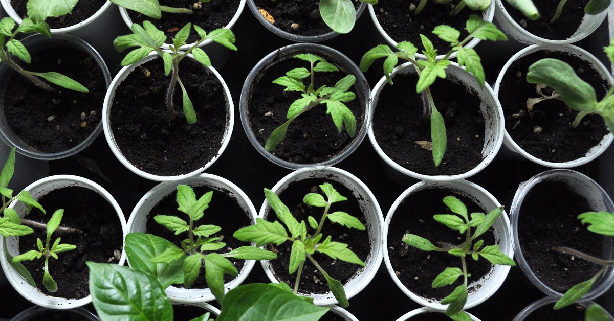 Consejos para trasplantar tus plantas de semilleros - Blog Aepla