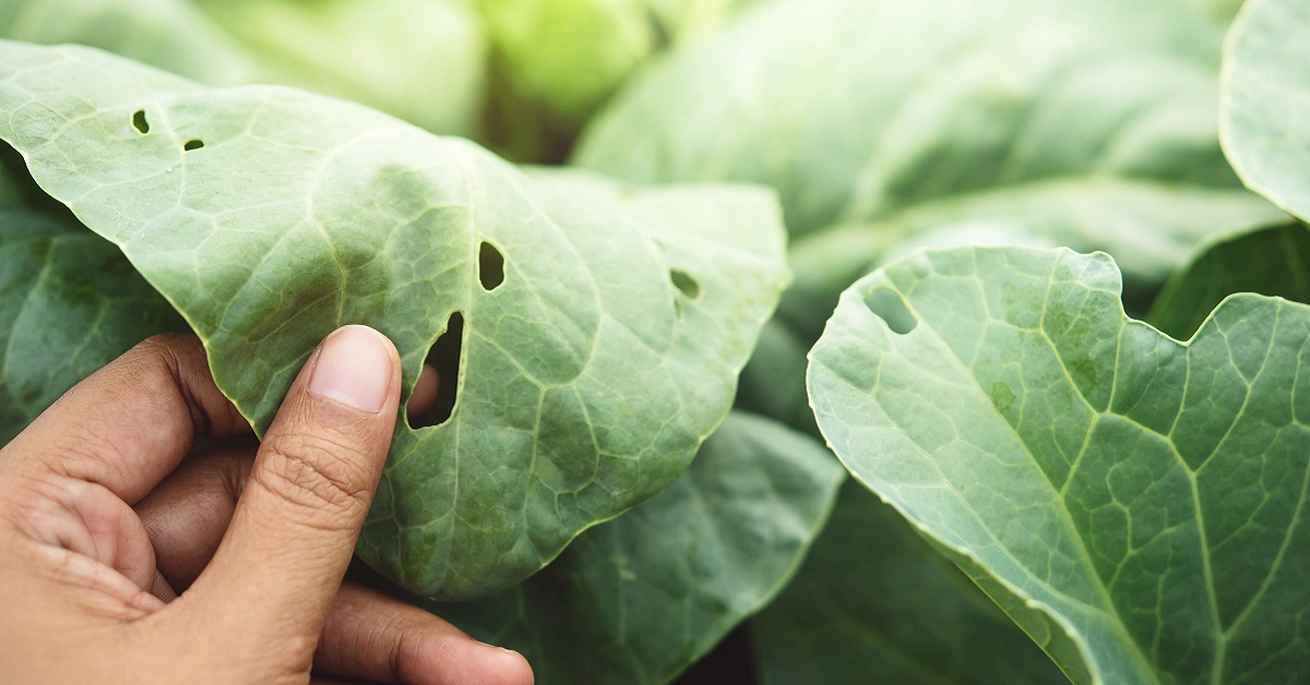 ¿Cómo reducir el riesgo de aparición de plagas en tu jardín? - Blog Aepla