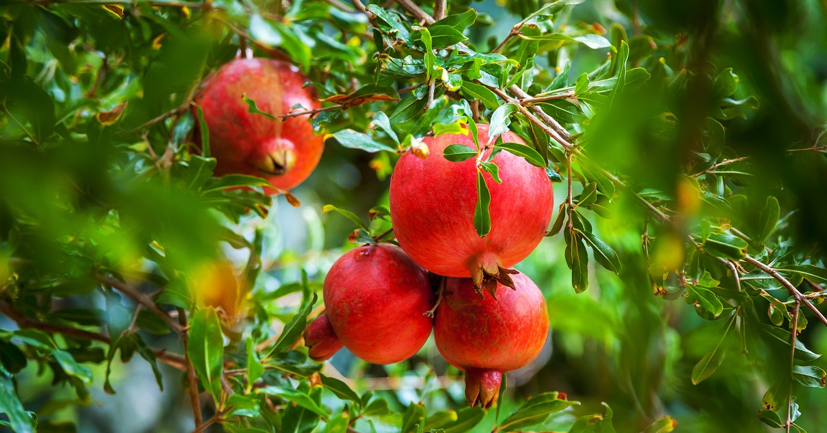 Cuidados básicos para garantizar la salud de tus árboles frutales ...