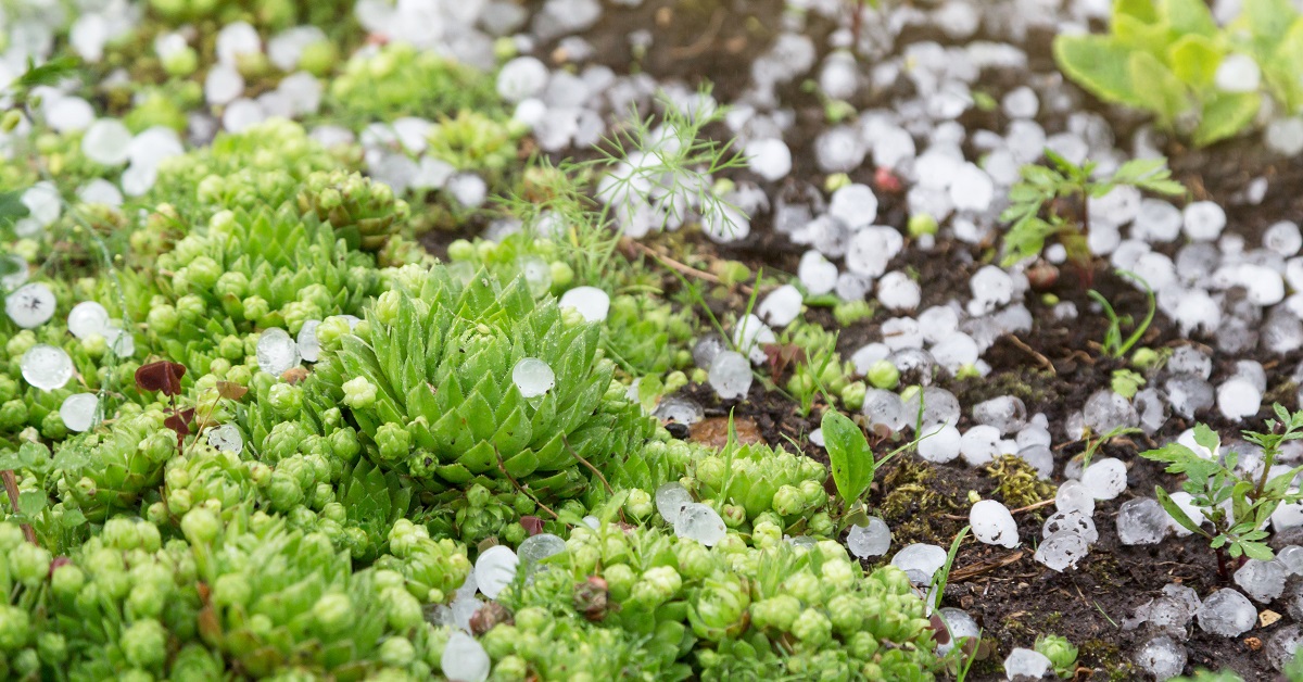 ¿Cómo proteger tu jardín frente a los daños por granizo? - Blog Aepla